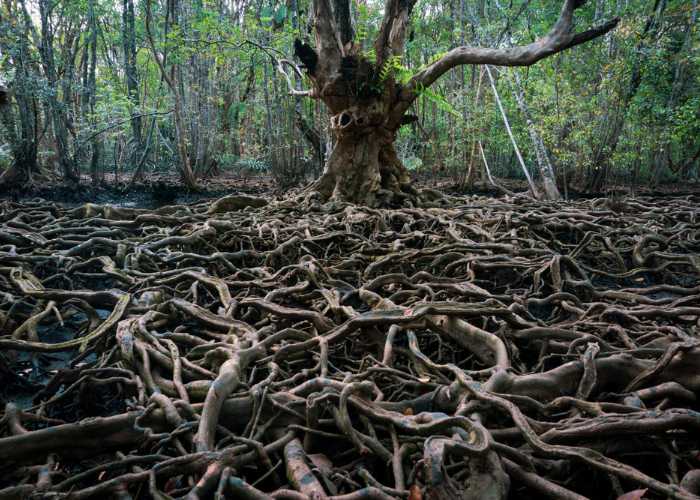 Discover Kodaikanal's Best Attractions | Places to Visit - Best Places